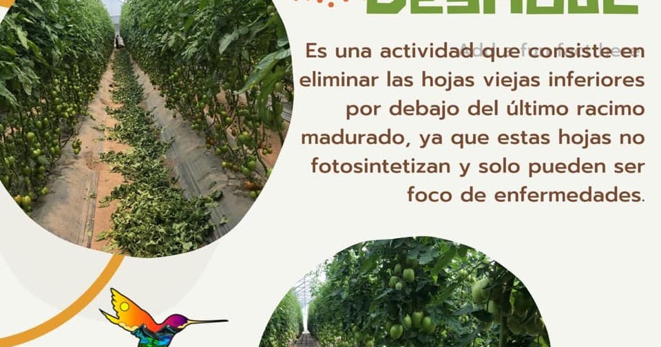 ¿QUÉ ES Y CÓMO REALIZAR EL DESHOJE?