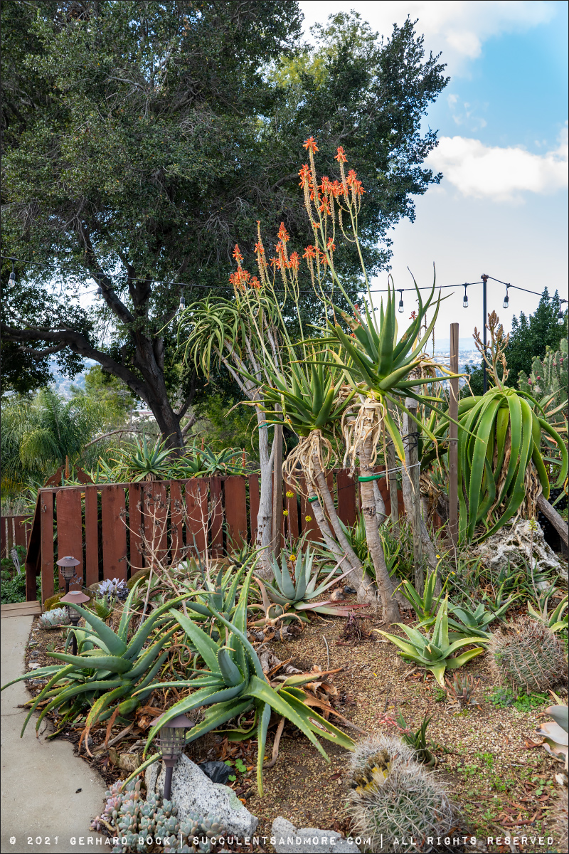John Miller's fabulous aloe garden (January 2021)