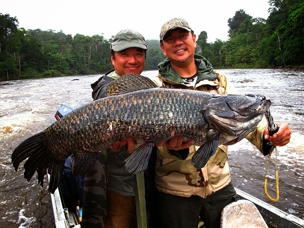 ANGLING WORLD 魔魚釣界: The Exotic Amazon Game Fish - Aimara