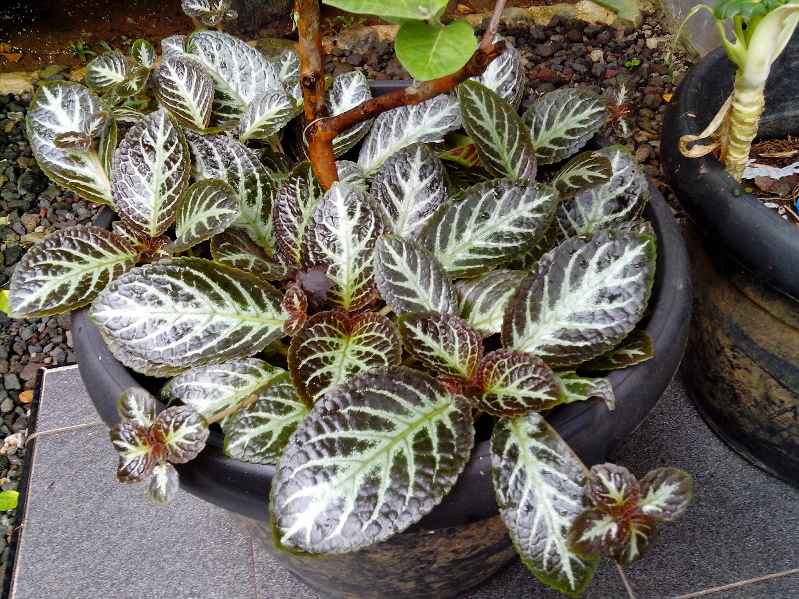 Endah Murniyati's Journey: BROWN EPISCIA