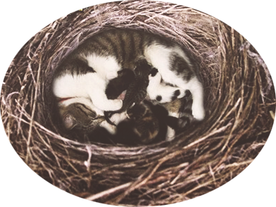 Sobre - Ninho de Gato