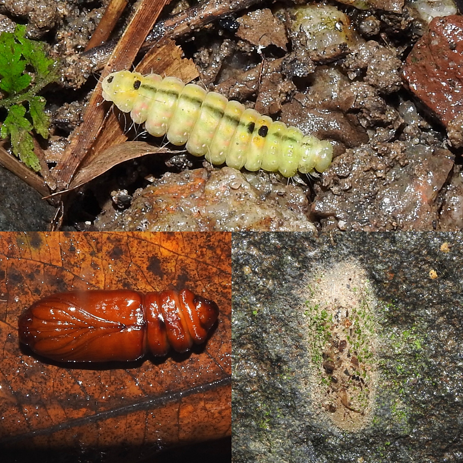 台灣-鳥類與昆蟲-自然觀察記錄: 癩皮瘤蛾/烏桕偽切翅夜蛾 Gadirtha inexacta/瘤蛾科 Nolidae