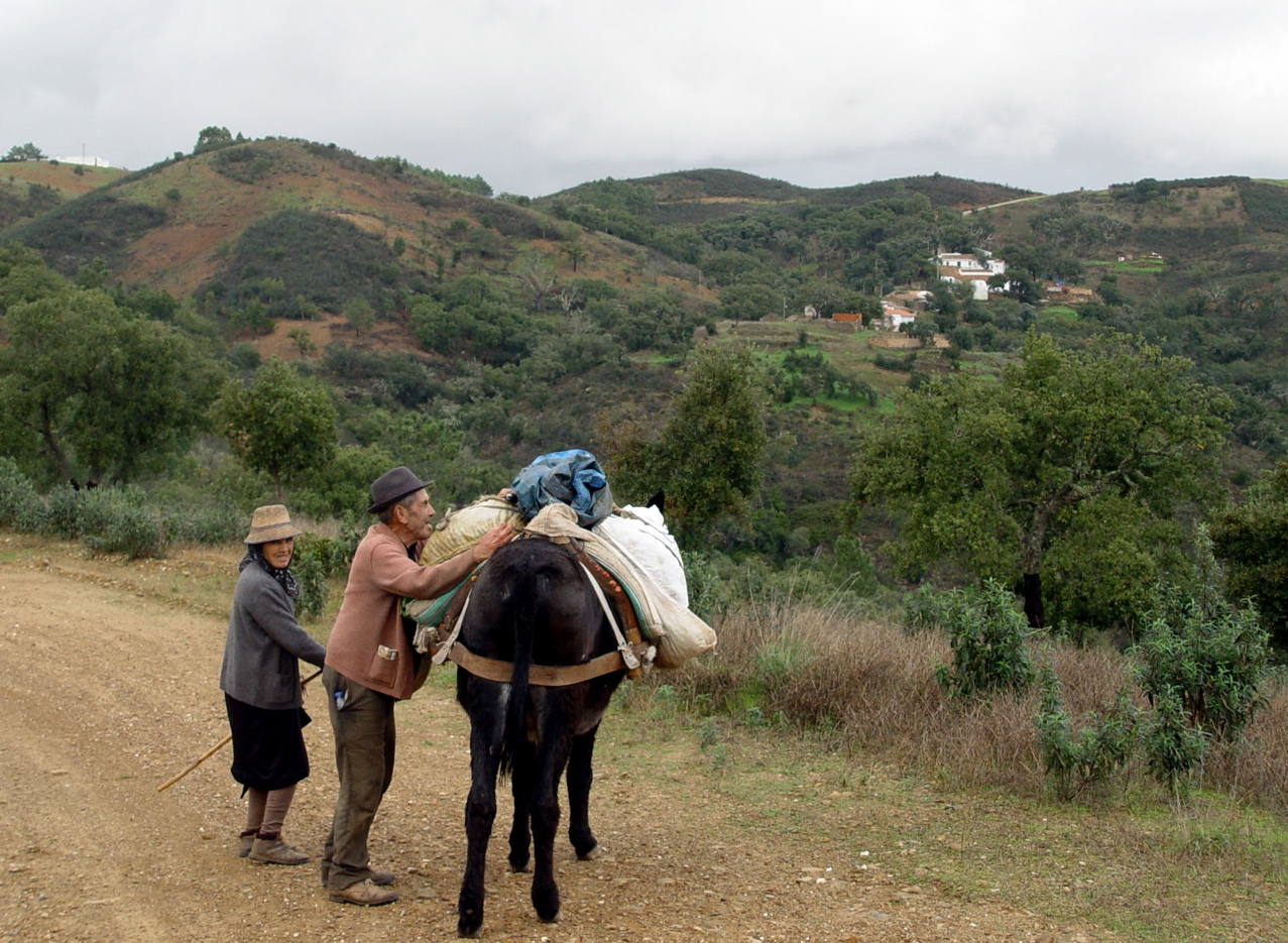 Notas & Comentários: Burro, albarda e garrocho…