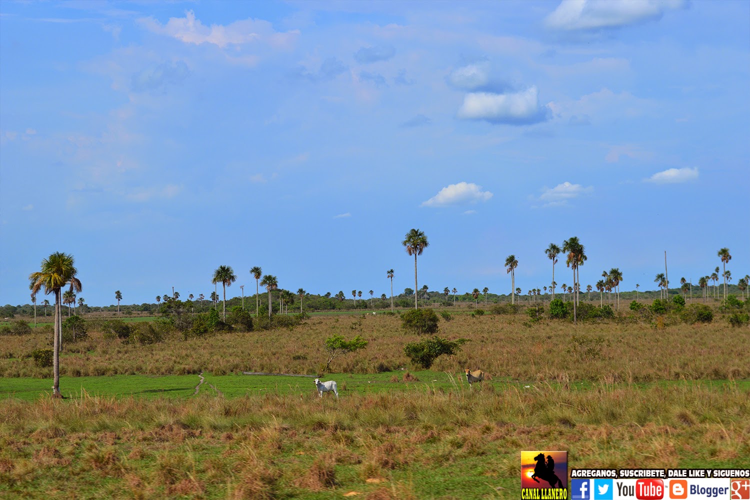 Canal Llanero : VIDA Y FLORA EN LAS LLANURAS