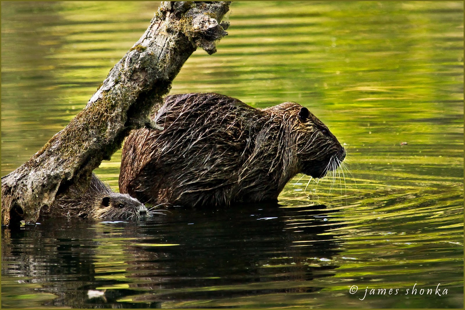 James Shonka Photo Blog: The River Is Home To Many Creatures