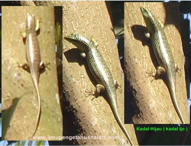 Ciri Khusus Kadal Hijau dan Fungsinya | Materi dan Soal Biologi