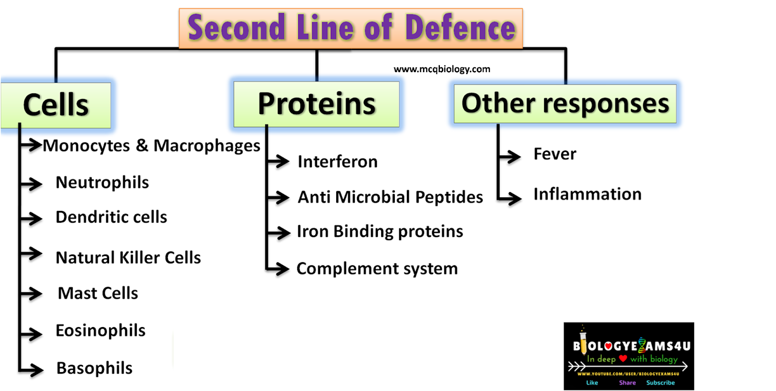 Multiple Choice Questions on Second line of Defense