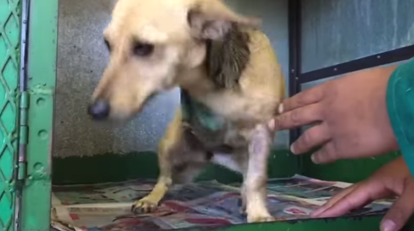 Family abandons gross dog over how she looks after losing a leg in a ...