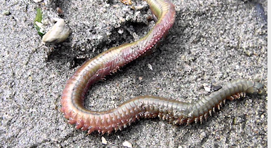 Salish Sea News and Weather: 11/5 Sand worm, orca family life, BC ...