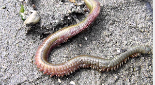 Salish Sea News and Weather: 11/5 Sand worm, orca family life, BC ...