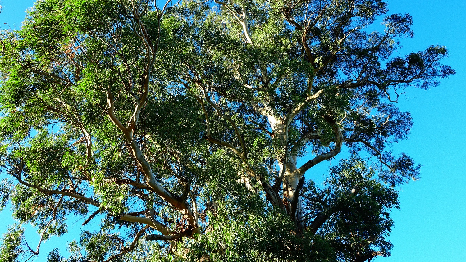 Friends of Drouin's Trees: The Railway Giant