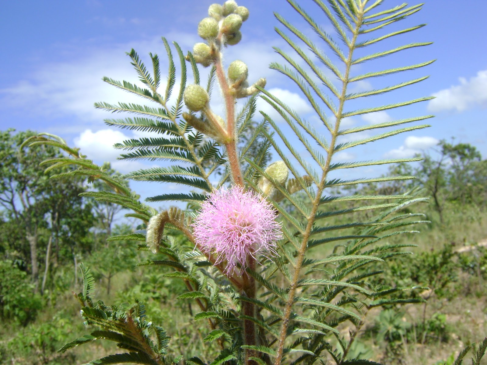 The Flowering plants - Leguminosae - Fabaceae: Mimosoideae