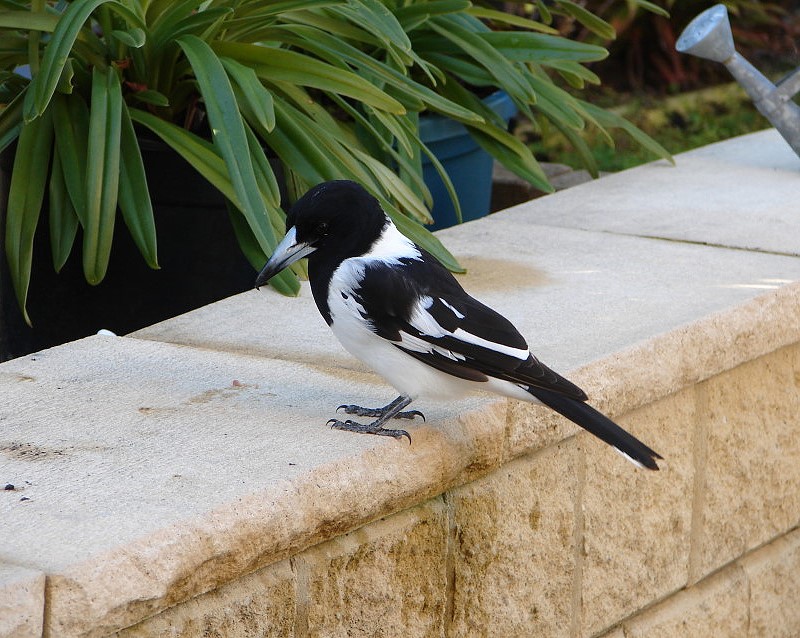 Snap Happy Birding: Random Butcherbird Photographs