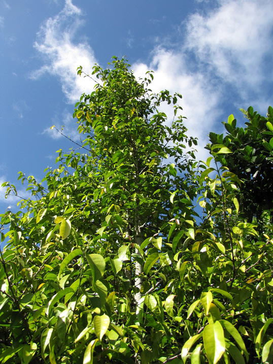 Plant Life: Gnetophytes