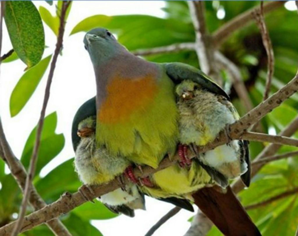 walking distance & et cetera -: Animals