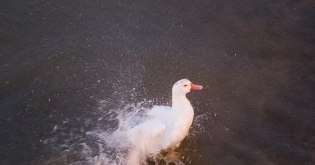 HISTOIR: D.- El pato y la pata