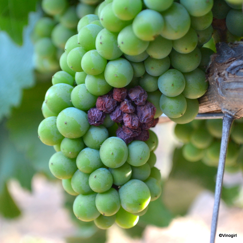 Vinsanity: Waterberry.