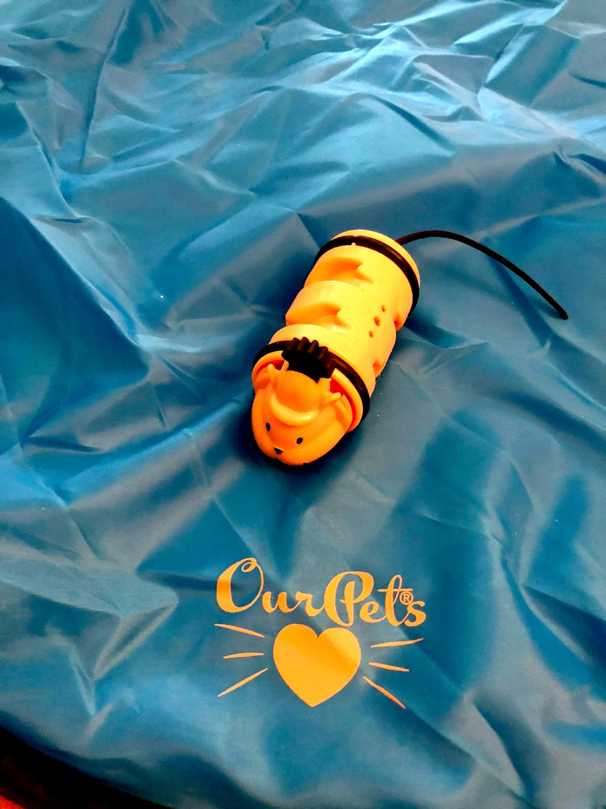 Cat and DOG Chat With Caren: Eeek! It's a Mouse! It's the Mouse In A ...