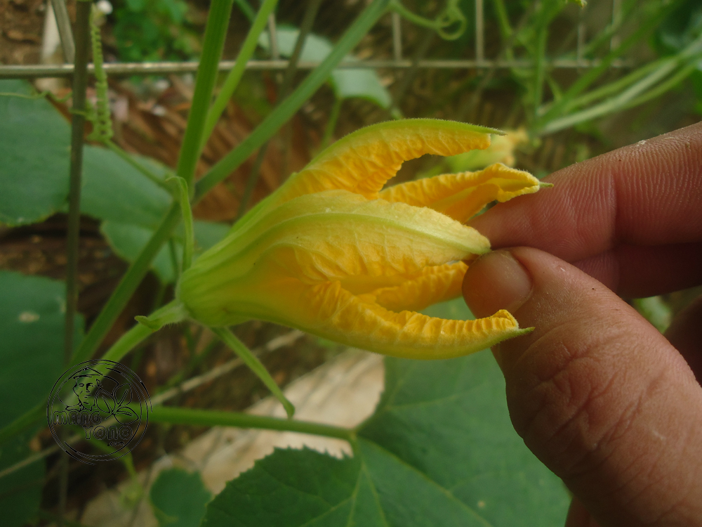 How To Differentiate Female Pumpkin Flowers From Males how-to-differentiate-female-pumpkin-flowers-from-males
