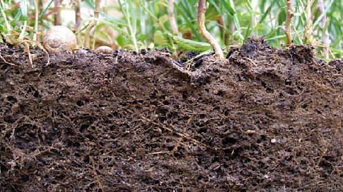 EN MONTE PÚBLICO: LOS CIMIENTOS SOBRE LOS QUE SE CONSTRUYEN LOS BOSQUES ...
