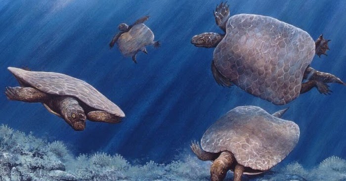 a mesozoic field guide: The Placodonts