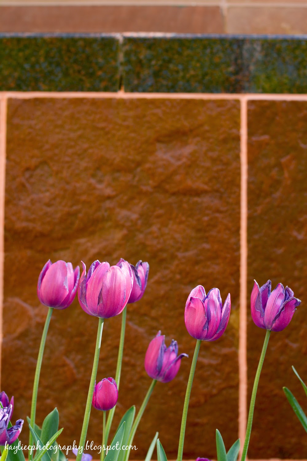 Kaylie Photography: Salt Lake City - Spring on Temple Square