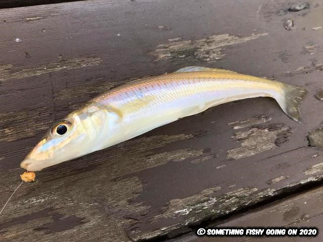 Something Fishy Going On: More species hunting fun in Japan : Nagasaki ...