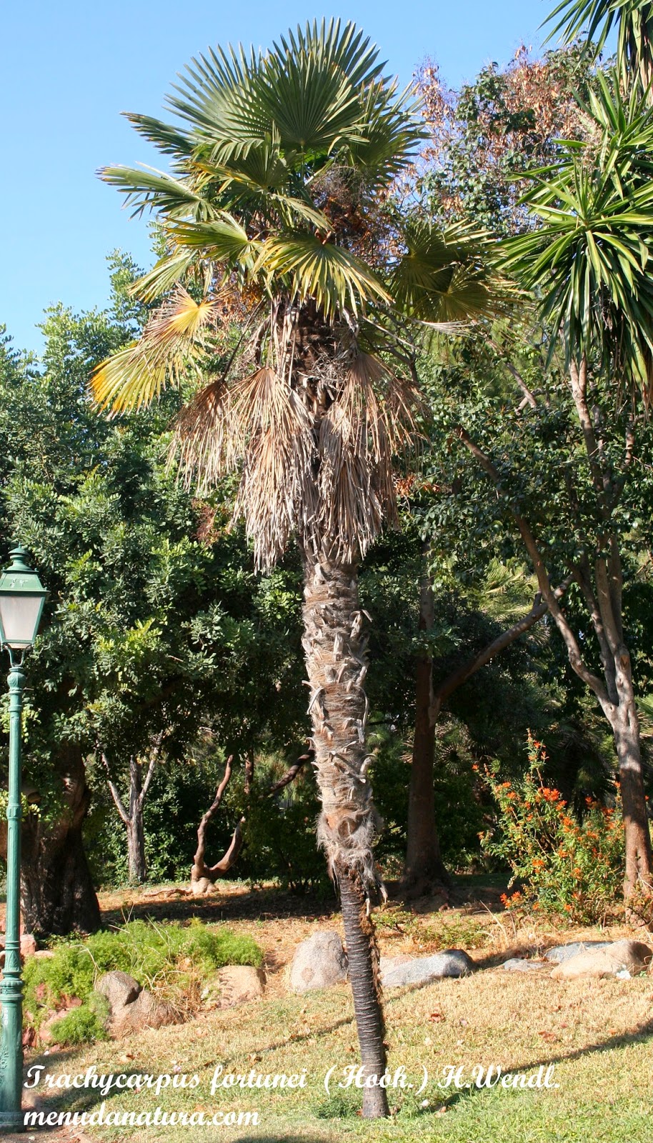 El Jardí de Menuda Natura: Palmera excelsa