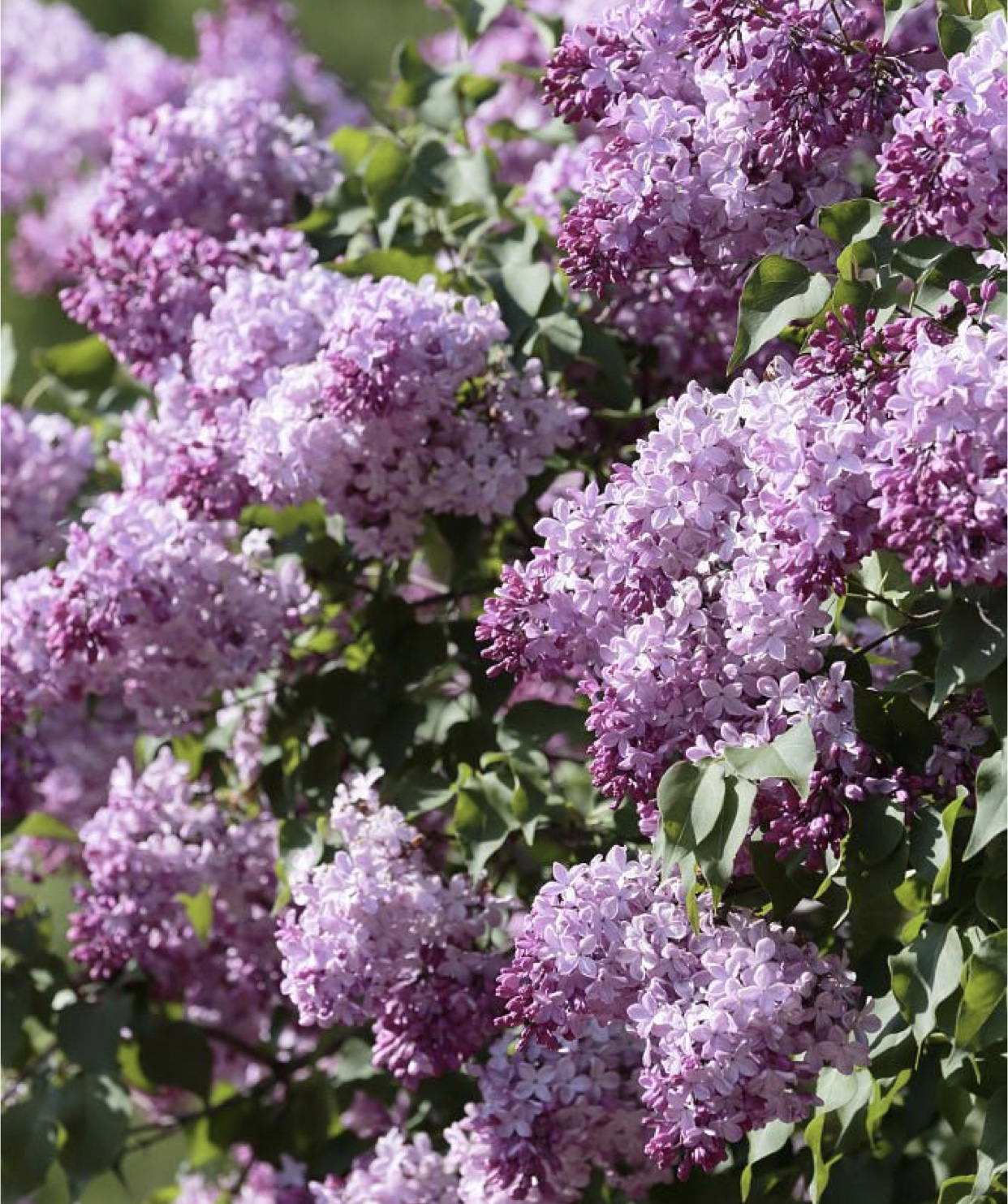 Las lilas. Propuesta 3