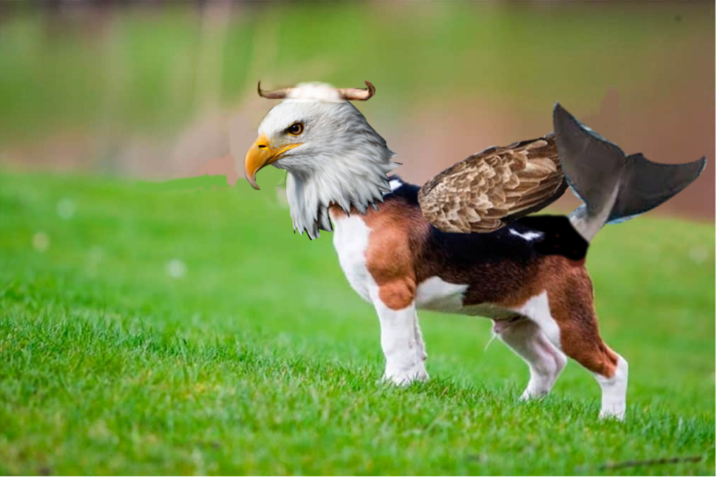 Cours de français: Mon animal bizarre ( Aida Sabater)