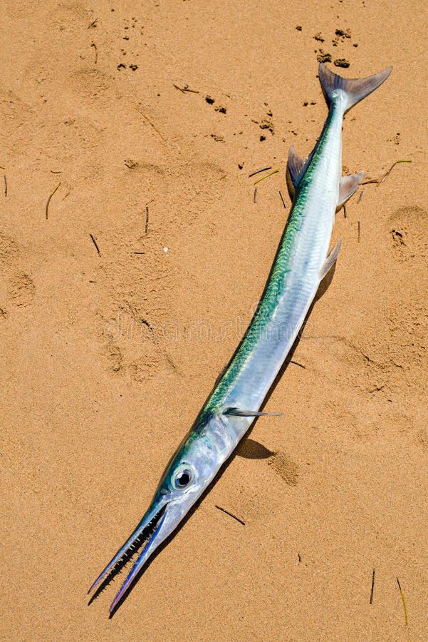 Top 10 tastiest Sea Fish to eat