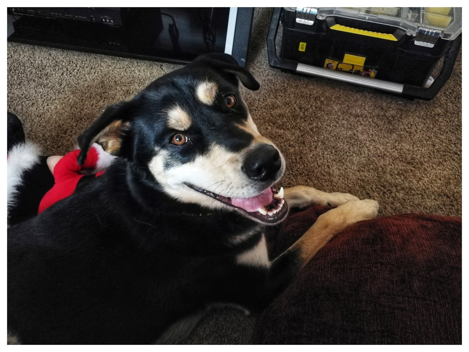 Rottsky = Rottweiler + Husky