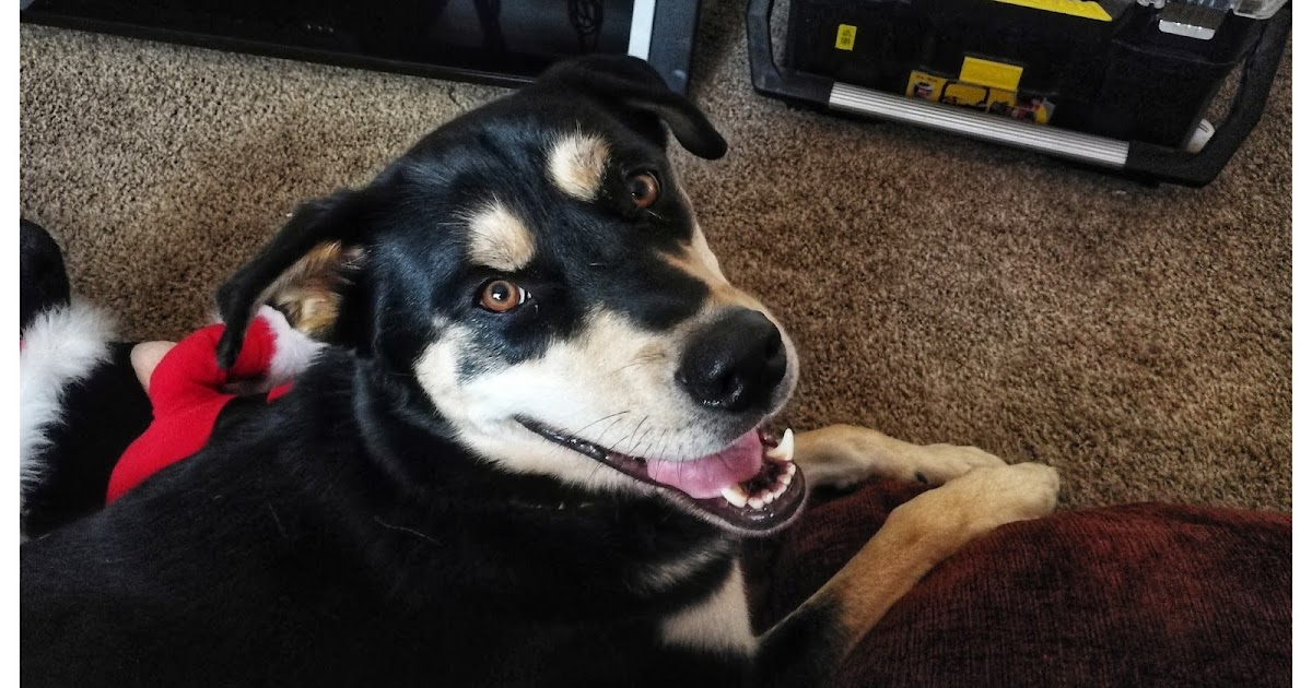 Rottsky = Rottweiler + Husky: First Snow