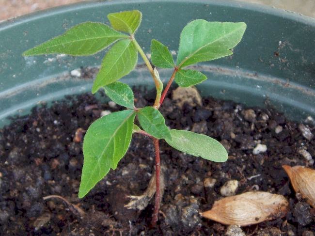 Poison Ivy - Nature's "Three Leaf Wonder": Poison Ivy Life Cycle, Part 1