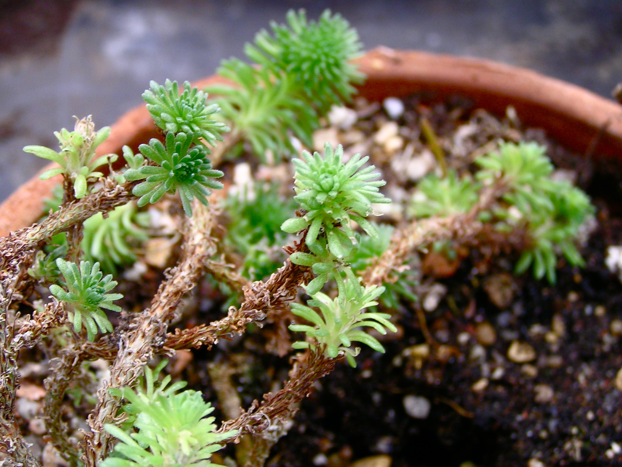 Sedum multiceps - Miniature Joshua tree care and culture | Travaldo's blog