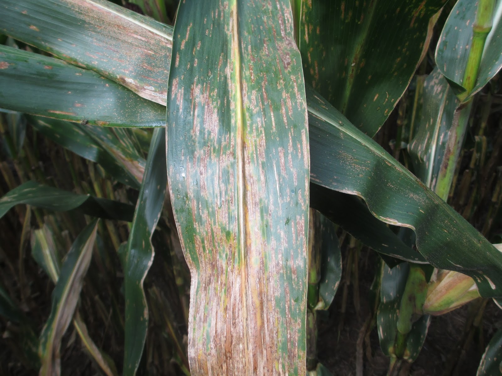 Grain Crops Update: Heavy Ears and Shallow Roots at Corn Harvest