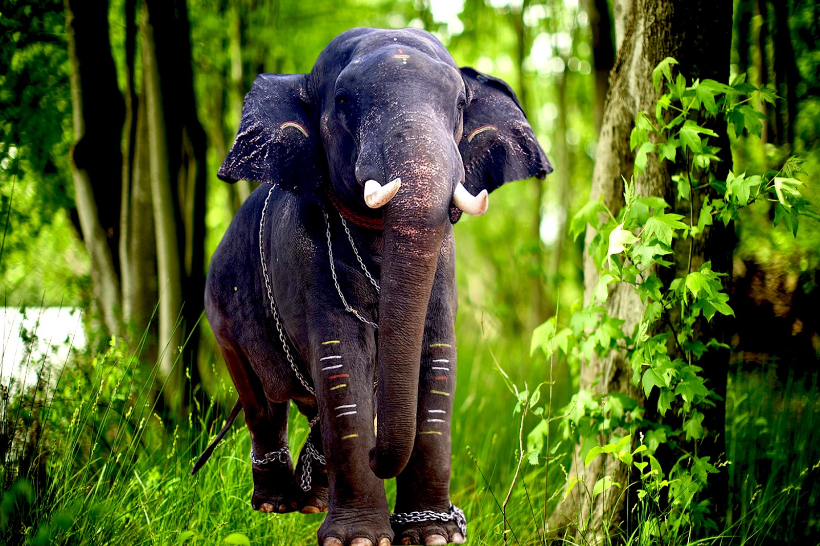 Kerala Elephants Images | Kerala elephants wallpapers HD | Kerala ...