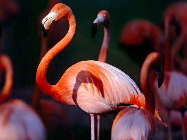 Flamingo | The Life of Animals