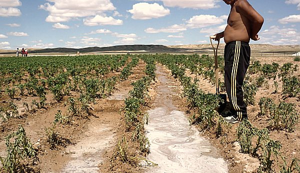 Regar el terreno - Economía, Plantas