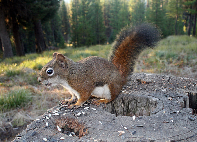 Camera Trap Codger: 2012