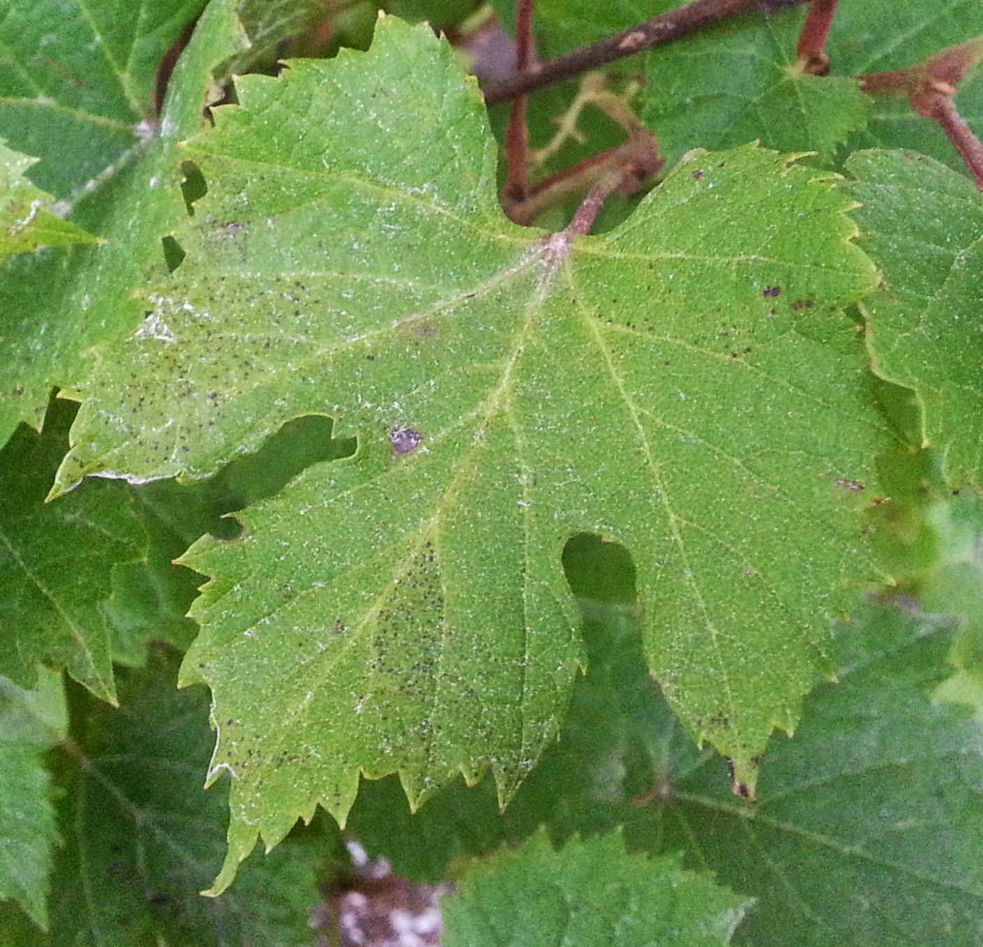 Saskatchewan Garden Adventures: August 2014