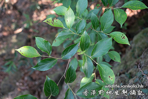 香港野地生態摘記: 賽山梅 Styrax confusus