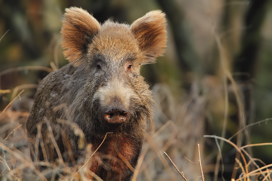 Szepty natury: Dzik jest dziki dzik jest zły