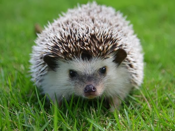 The Jungle Store: Putting The HOG in Hedgehog