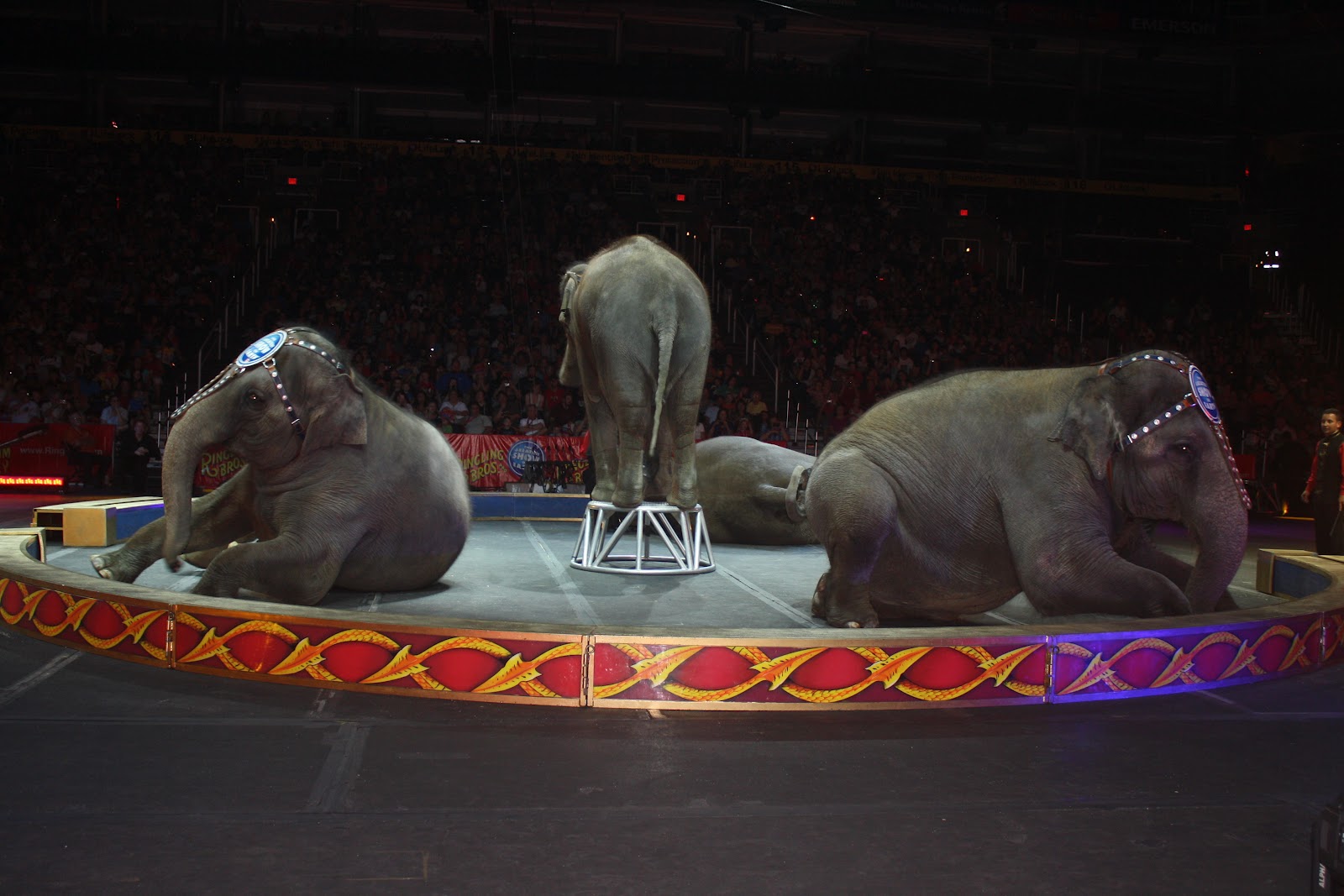 A Joyful Girl...: A Pyramid of Pachyderms