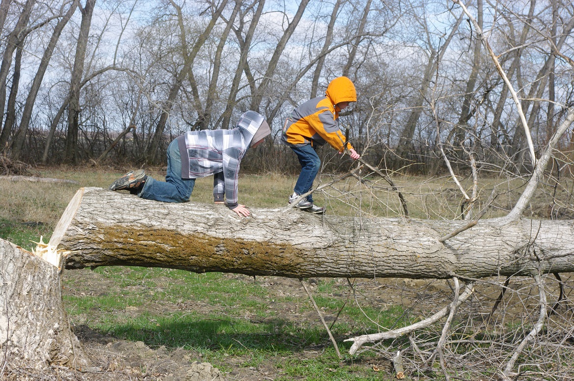Thousand Square Feet: Cutting Down (More) Trees To Make Room for the House