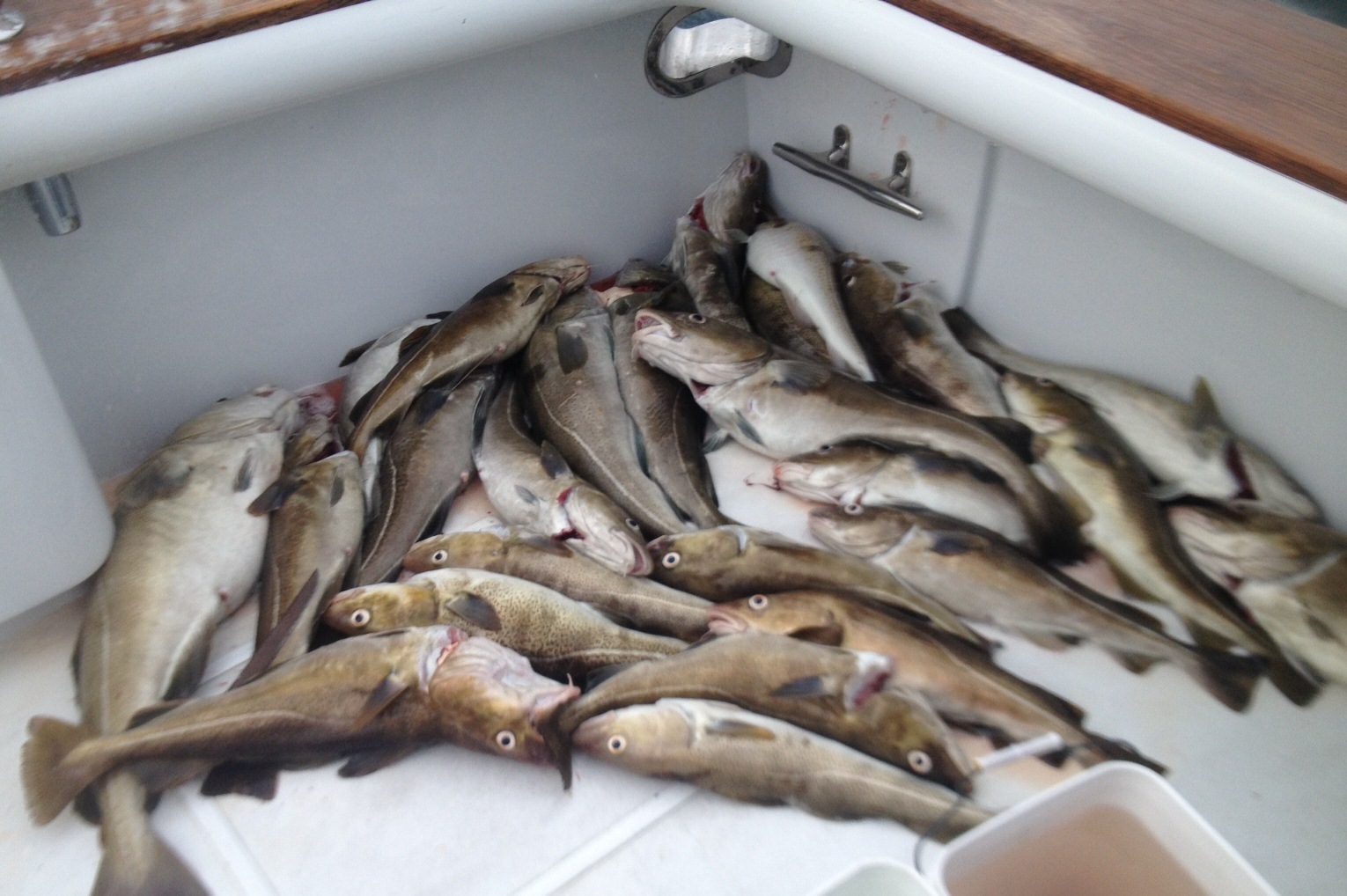 no fluke fishing: More to a vote than meets the eye