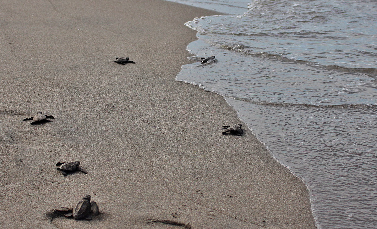Bataan Pawikan Festival: Sending Sea Turtles Home with Love - Nomadic ...