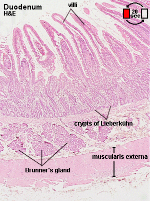 Digestive I