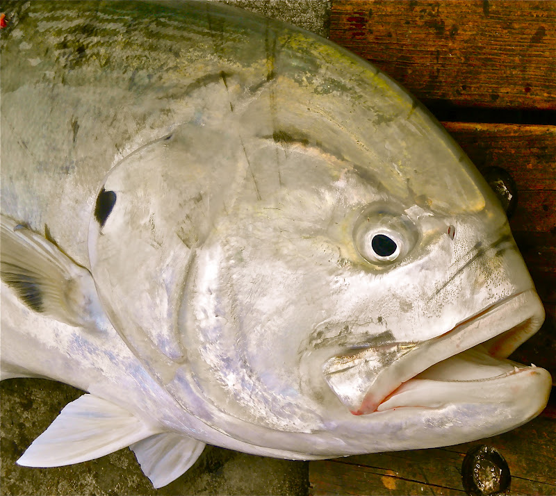 On Foot Angler: From Henry @ Snook-Nook Jensen Beach